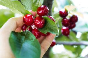 Cherry Season in BC & WA- A Guide to Cherries - xoxoBella