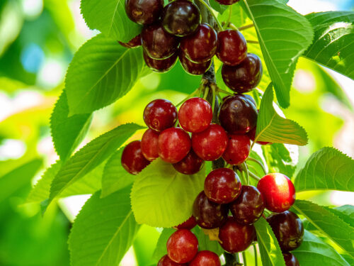 Cherry Season in BC & WA- A Guide to Cherries - xoxoBella