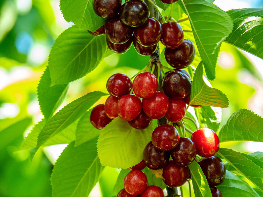 Cherry Season in BC & WA- A Guide to Cherries - xoxoBella