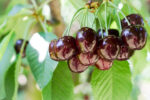 Cherry Season in BC & WA- A Guide to Cherries - xoxoBella