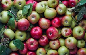 Apple Season in BC & WA- A Guide to Apples - xoxoBella