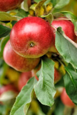 Apple Season in BC & WA- A Guide to Apples - xoxoBella