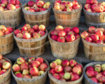 Apple Season in BC & WA- A Guide to Apples - xoxoBella