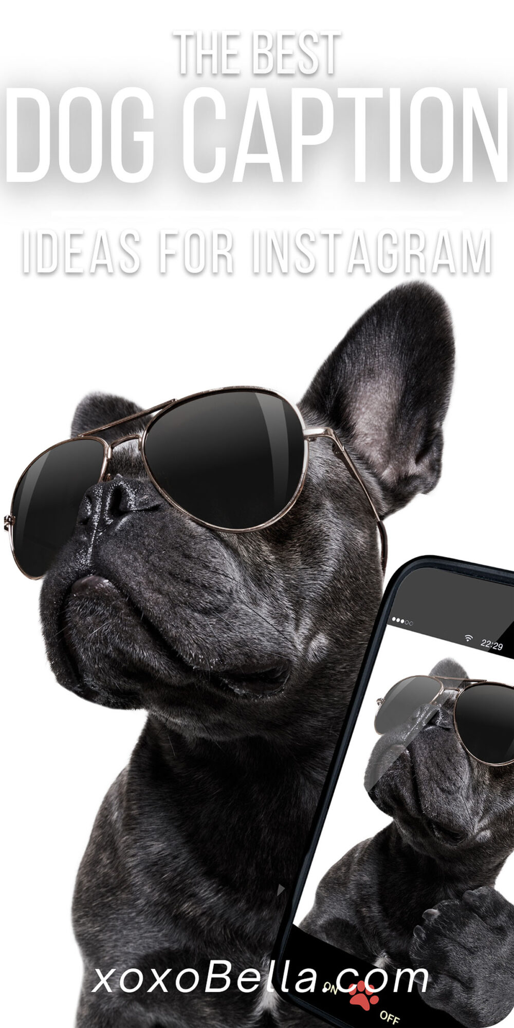 80 Paw fect Dog Instagram Captions XoxoBella