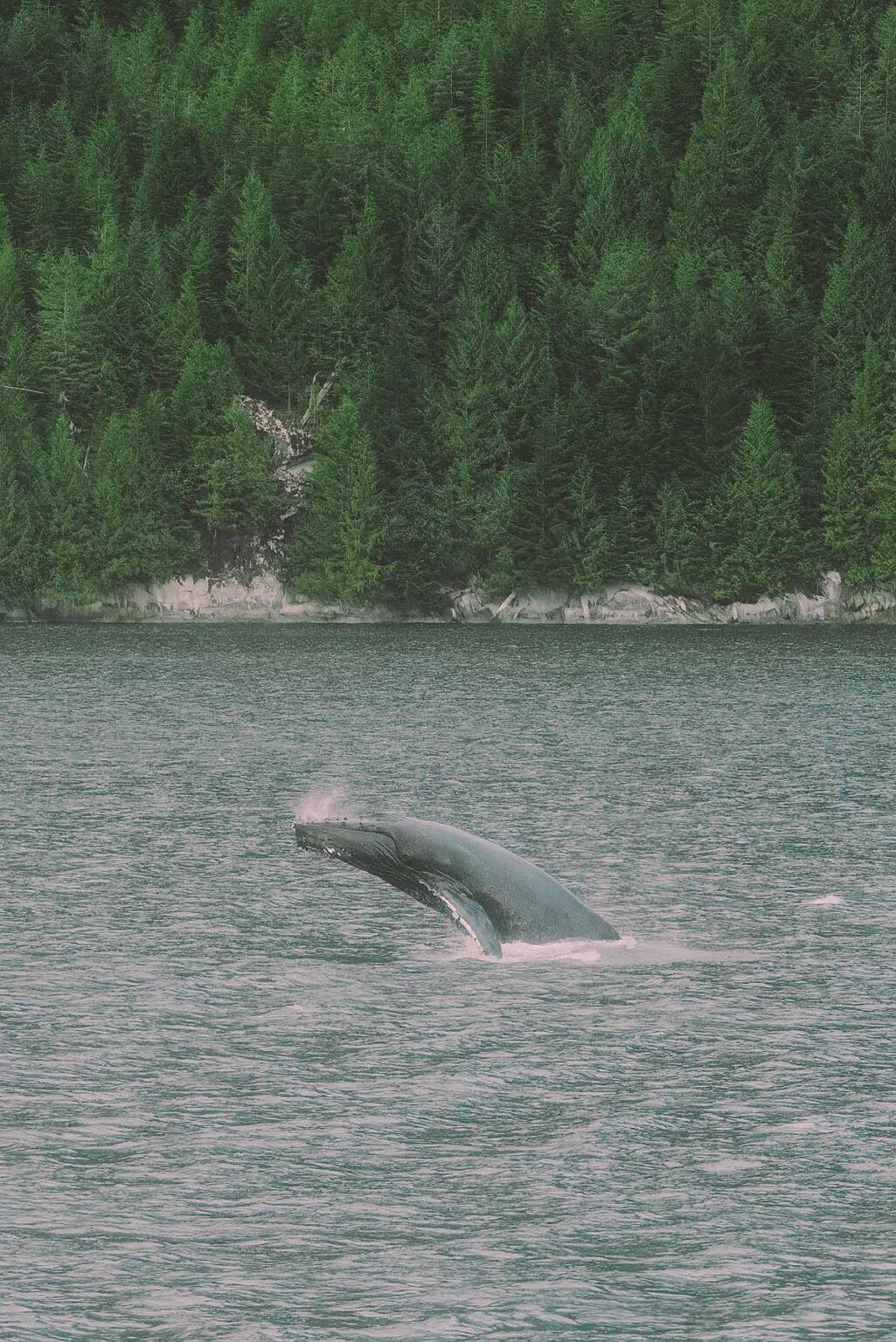 Experience the Inside Passage Ferry From Port Hardy to Prince Rupert ...